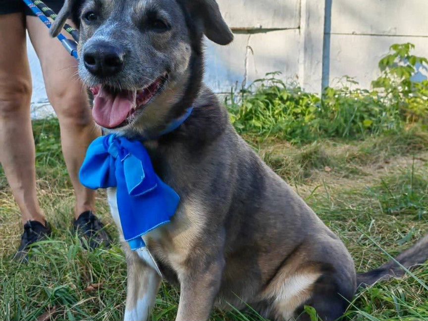 Собака тоскует в приюте, подарите ей дом