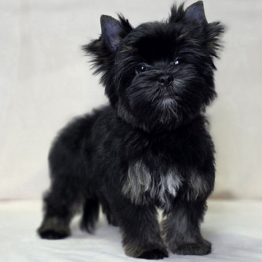 Бивер-йоркширский терьер, щенок