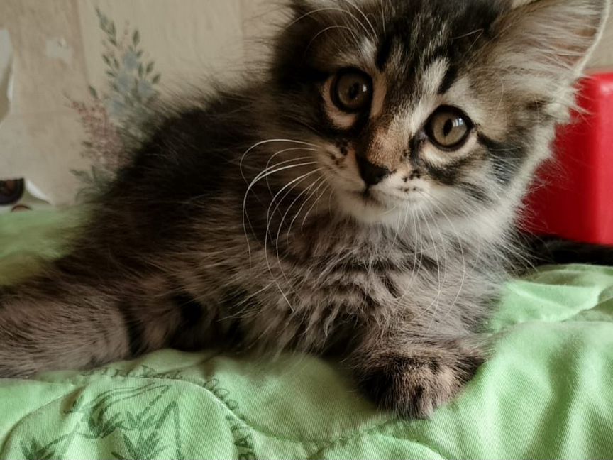 Сибирские котята