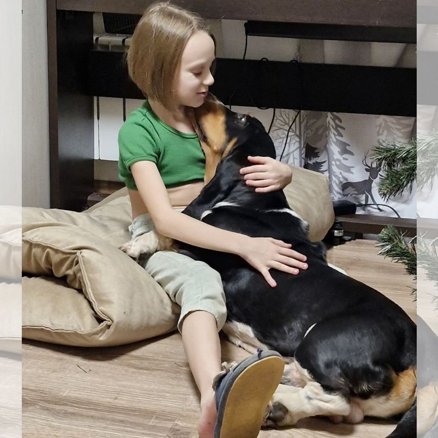 Бассет хаунд в добрые руки