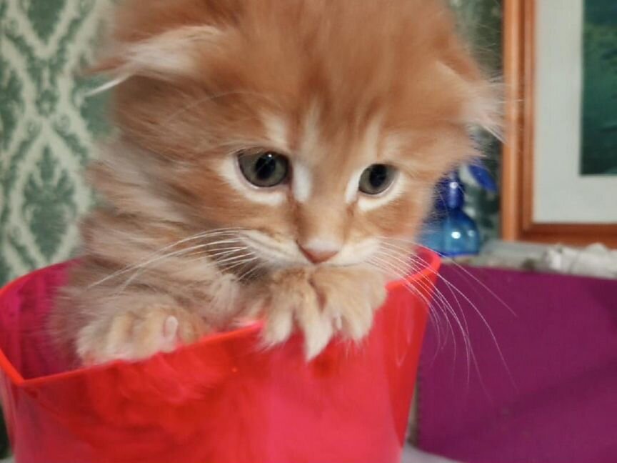 Шотландская вислоухая кошка