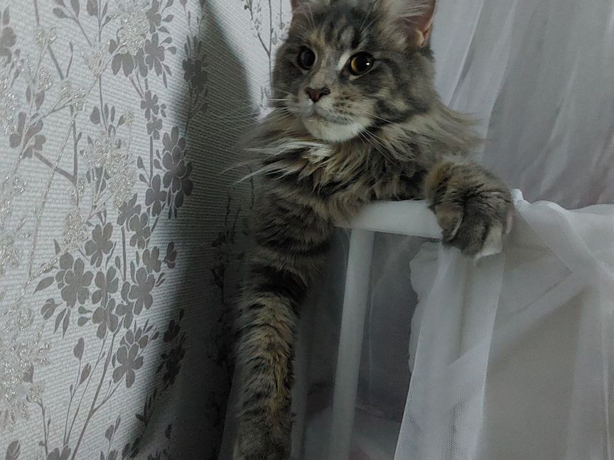 Вязка кошки мейн-кун