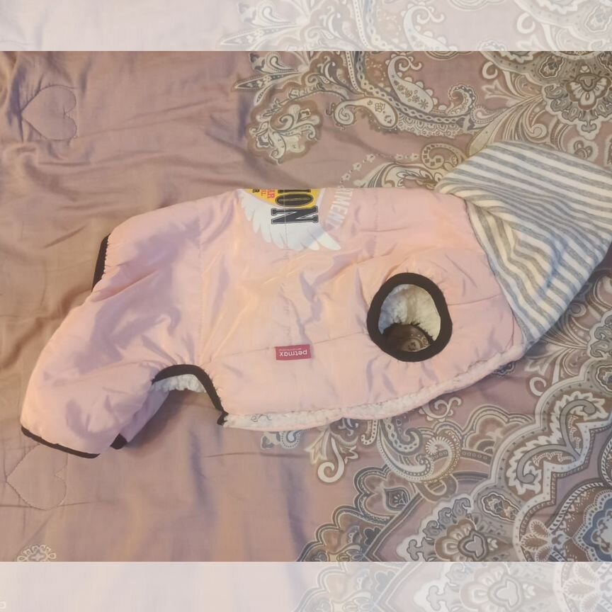 Комбинезон для чихуахуа