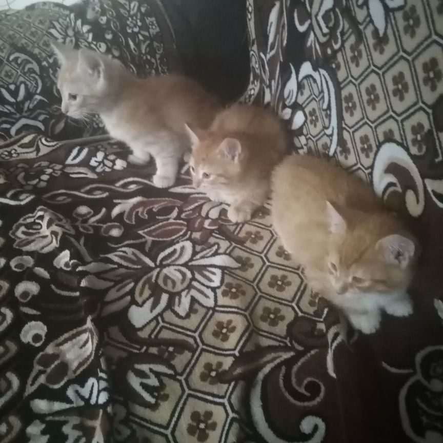 Отдам бесплатно рыжих котят