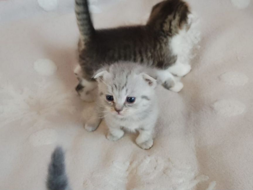 Шотландские вислоухие котята