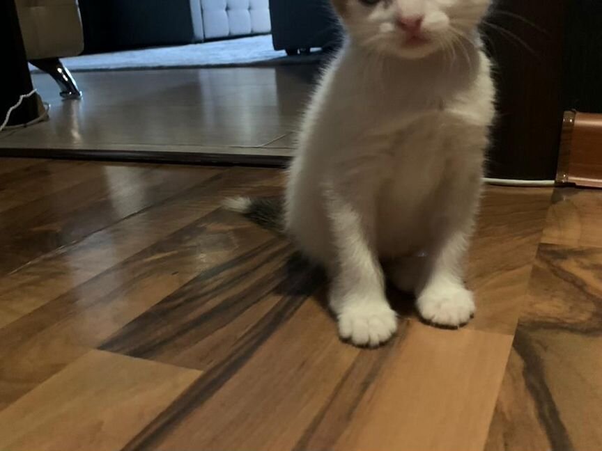 Ищем передержку или дом маленькой девочке