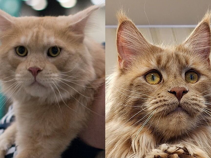 Котята мейн кун от титулованных родителей