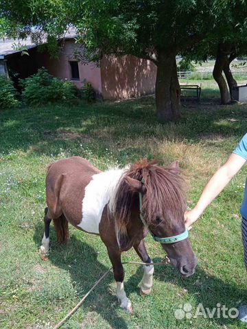 Лошадь пони