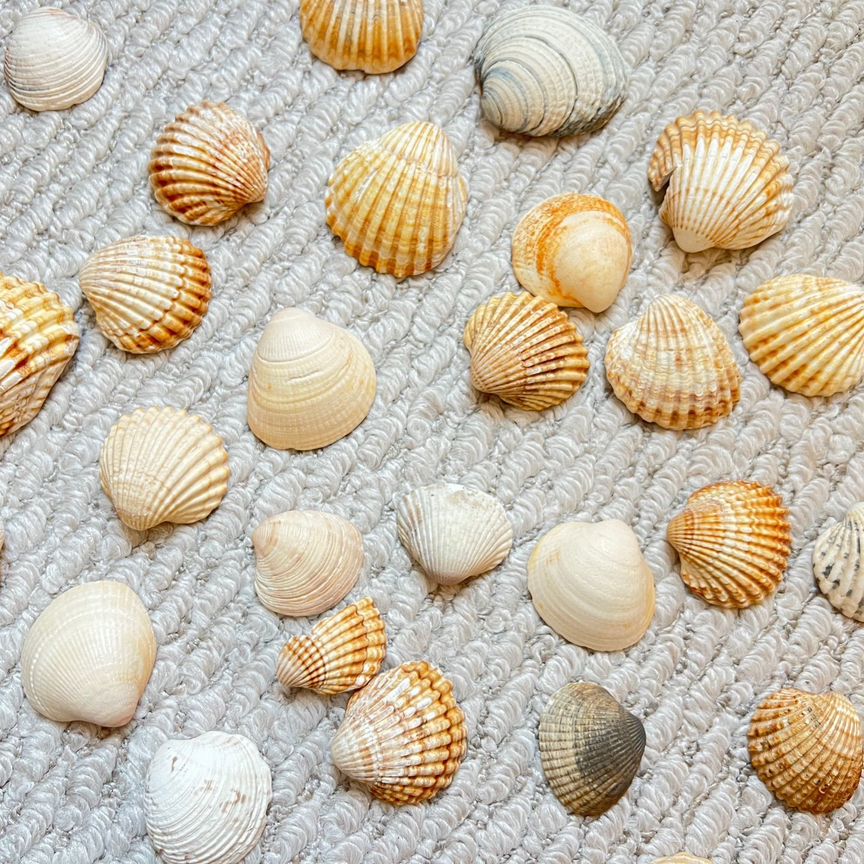 Морские ракушки