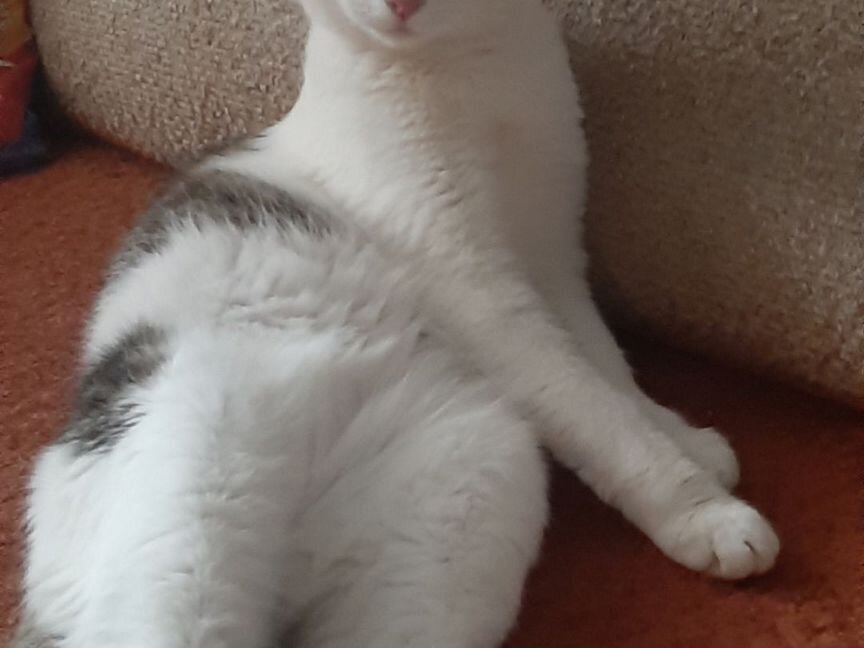 Кошечка серая с белым бесплатно