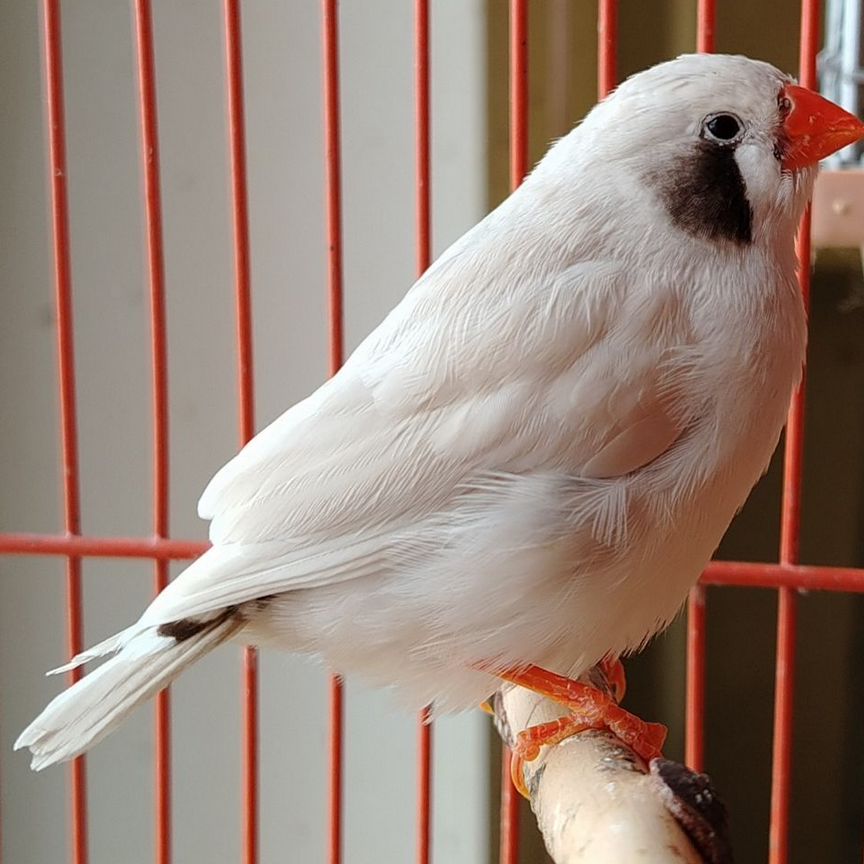 Зебровые амадины