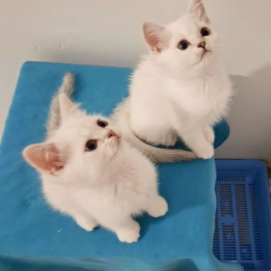 Котики британской шиншиллы