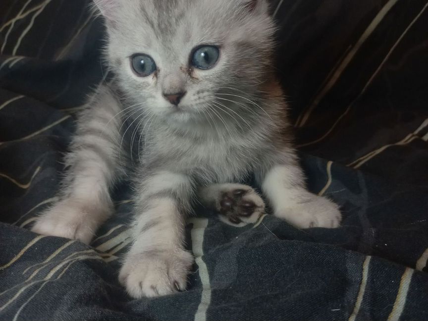 Котята британские