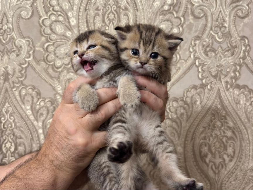 Котята шотландские