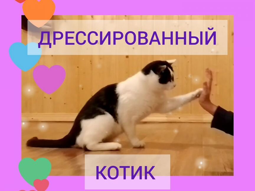 Дрессированный котик. Не питомник