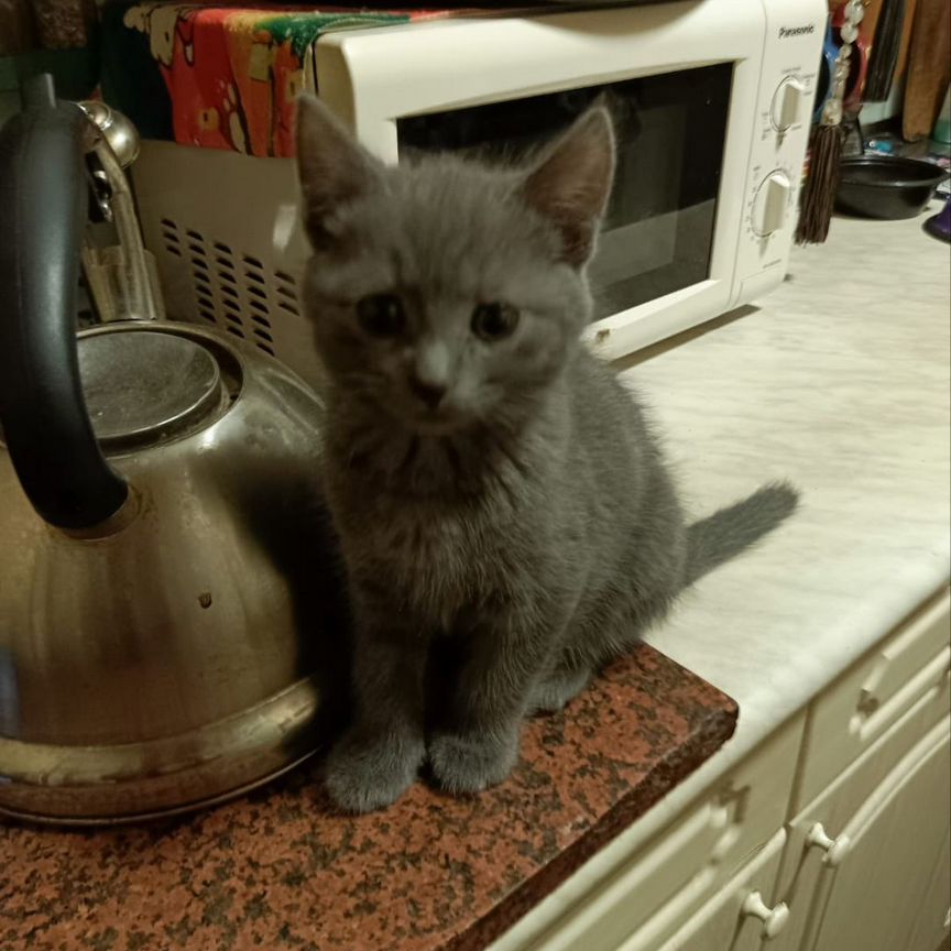 Котята в добрые руки бесплатно