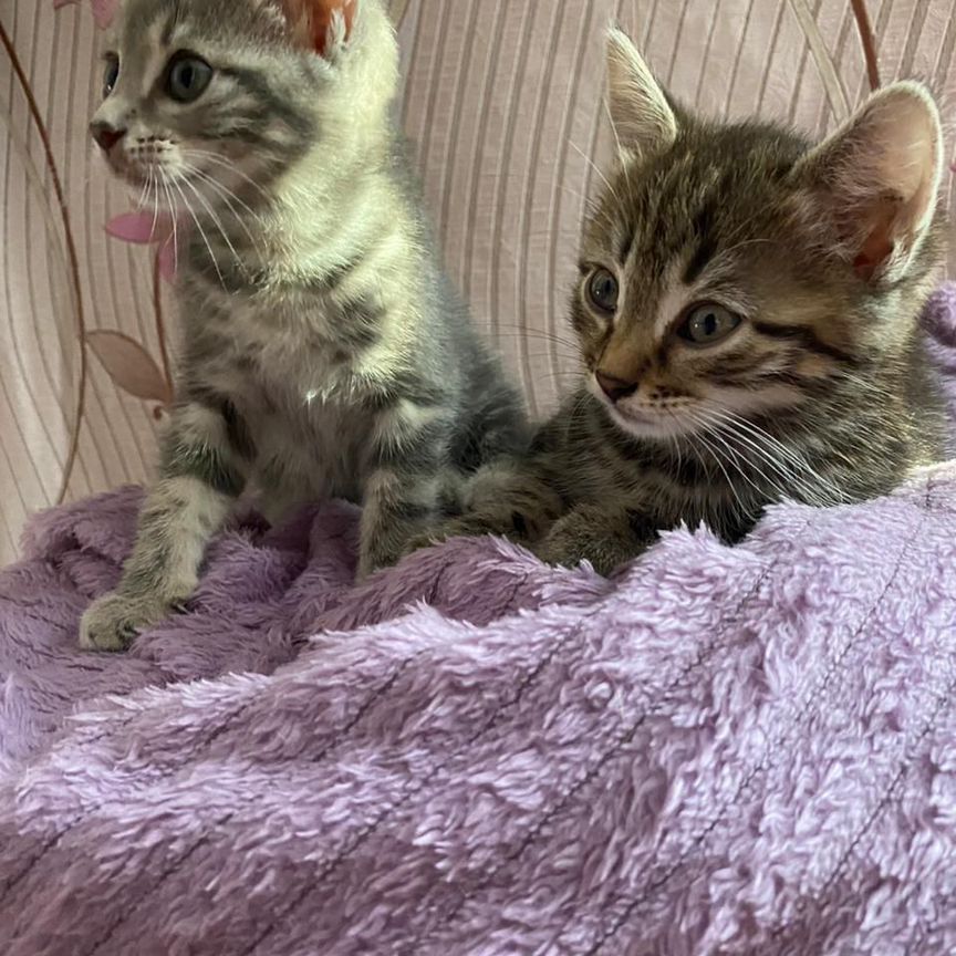 Отдам котят в хорошие руки