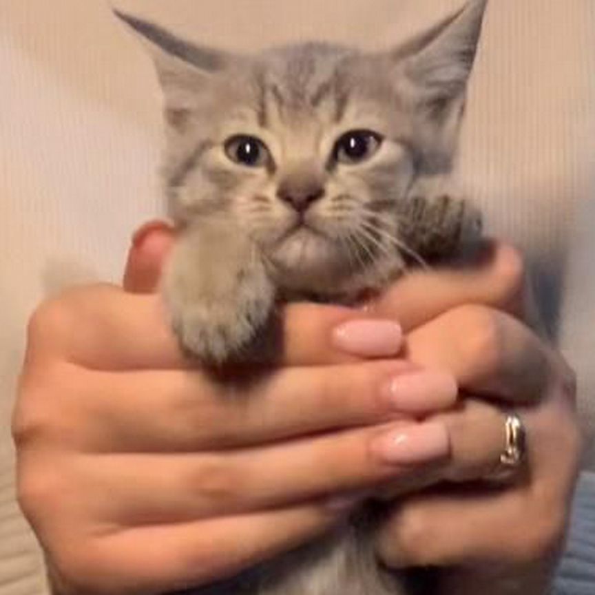 Отдадим котенка