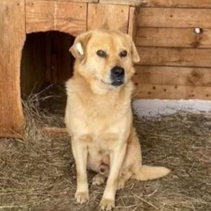 Взрослый пёс в добрые руки