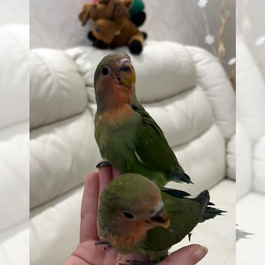 Попугай неразлучники ручные