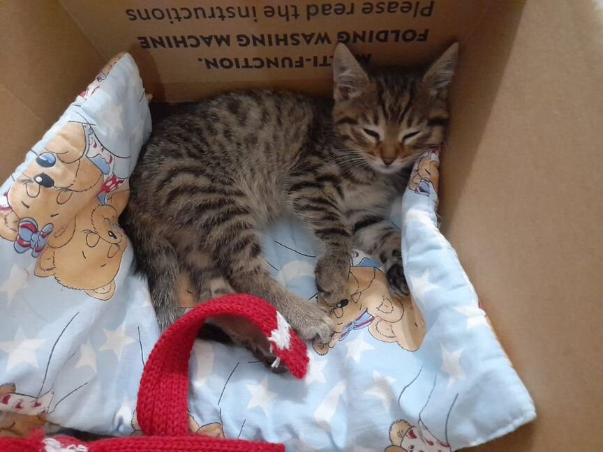 Котик мальчик 1,5 мес,игривый