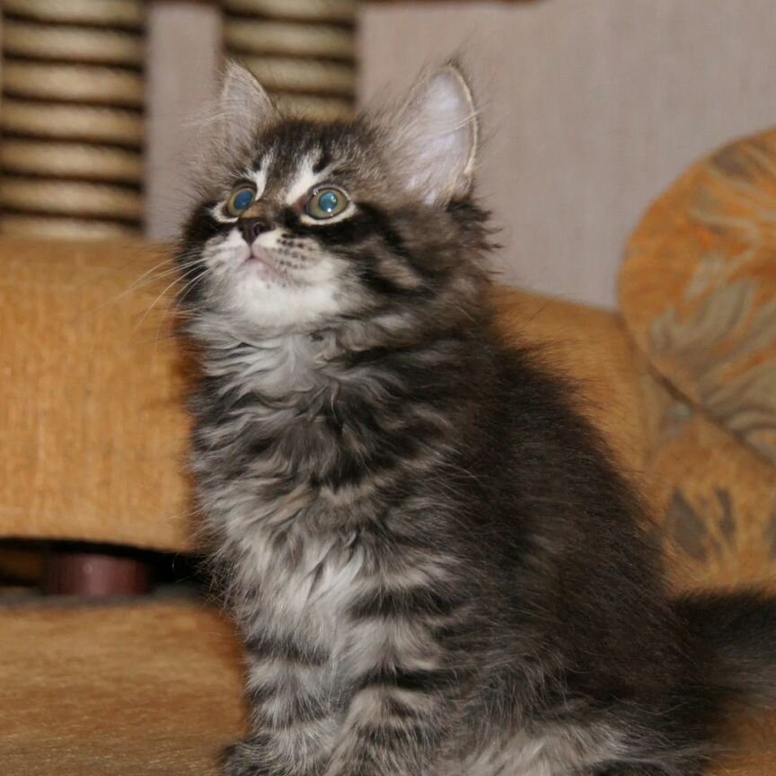 Рысь ручная Куночка