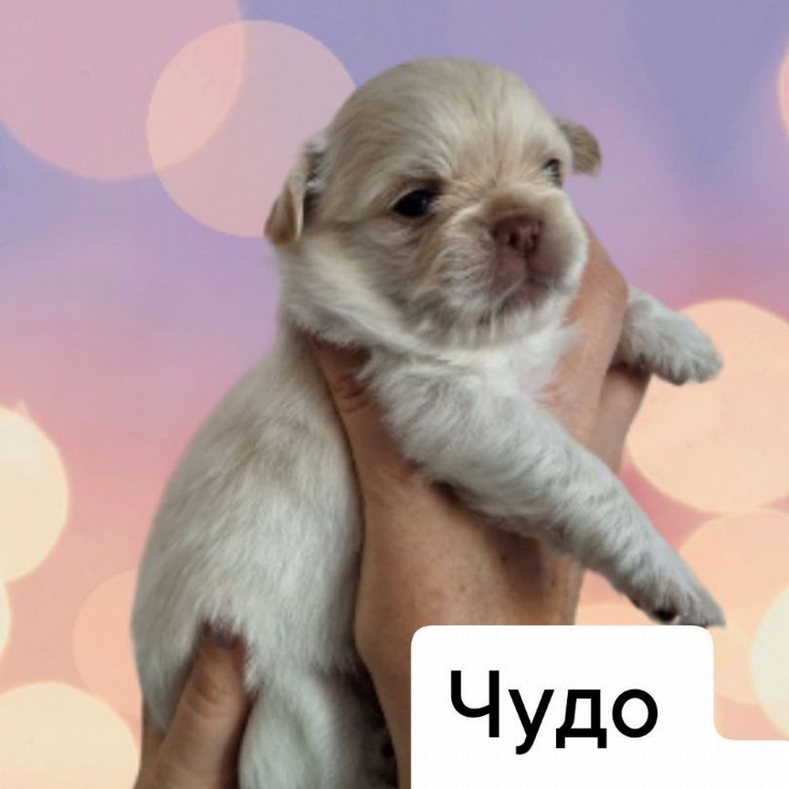 Зефирчик экстра-любовь