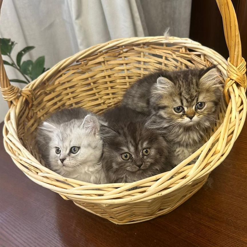 Персидская серебристая и золотая шиншилла