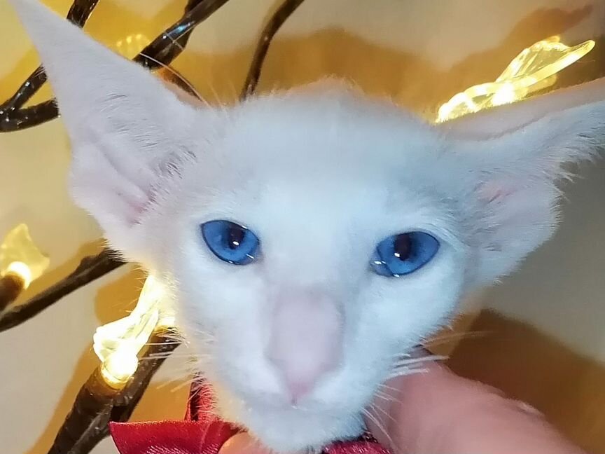 Ориентальные котята