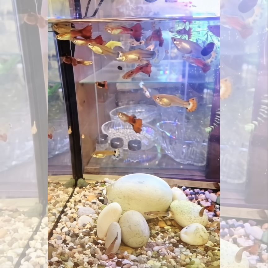 Рыбки гуппи 0руб