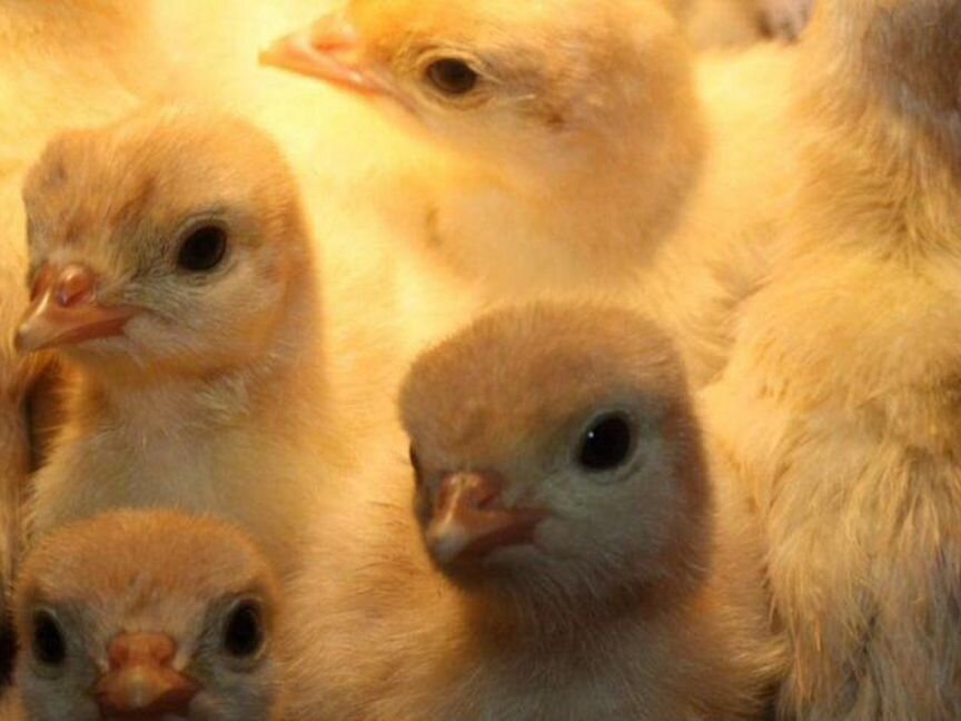 Индюшата биг 6