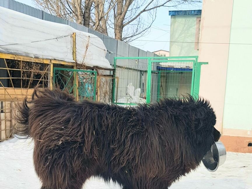 Тибетский мастиф вязка