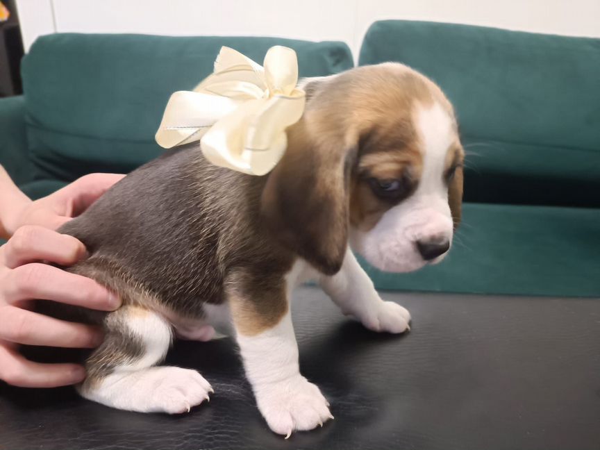 Щенок бигль мальчик