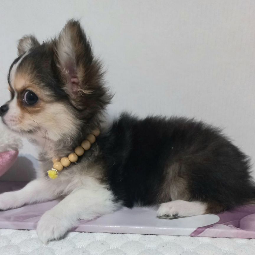 Чихуахуа, щенок