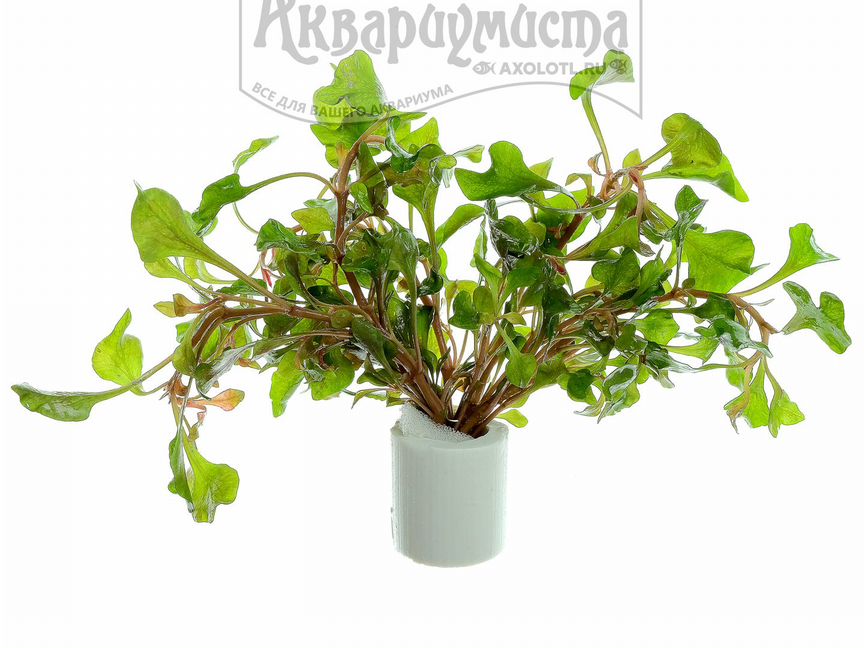 Альтернантера Бетзикиана красная, с грузом