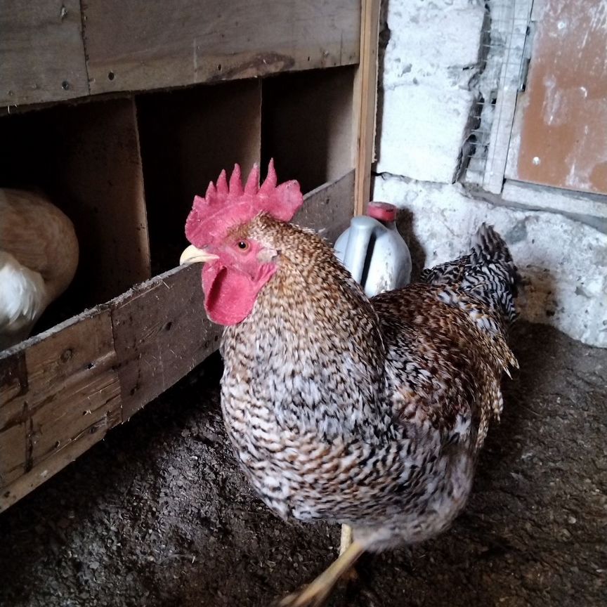 Петух белефельдер на племя