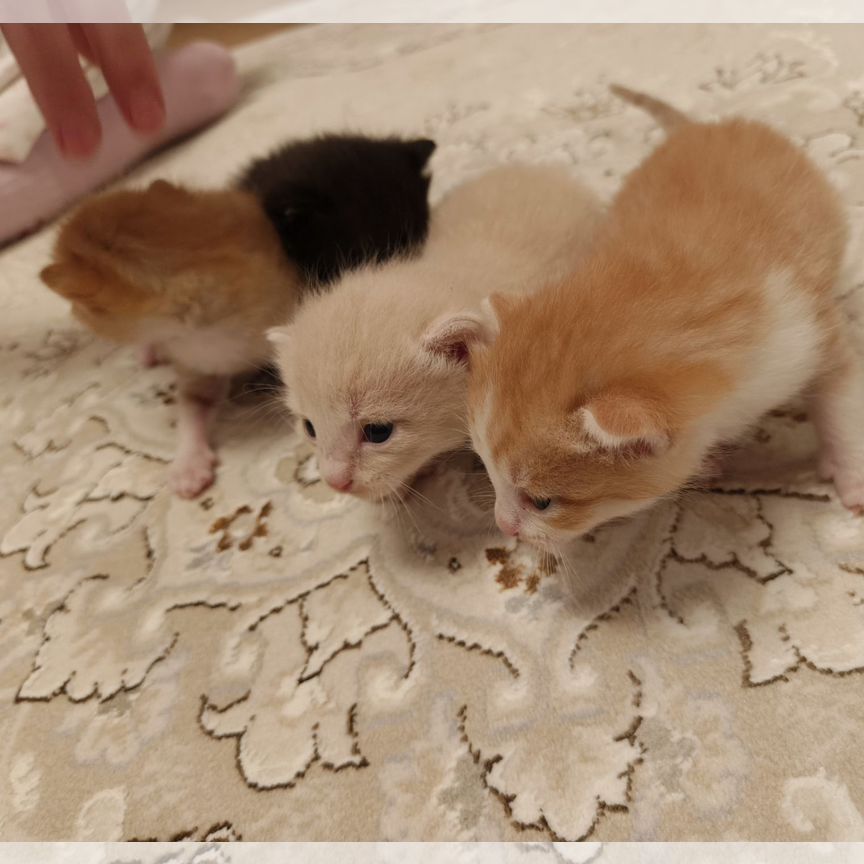 Котёнок в добрые руки