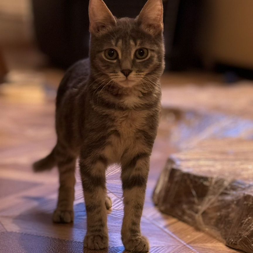 Котёнок в добрые руки