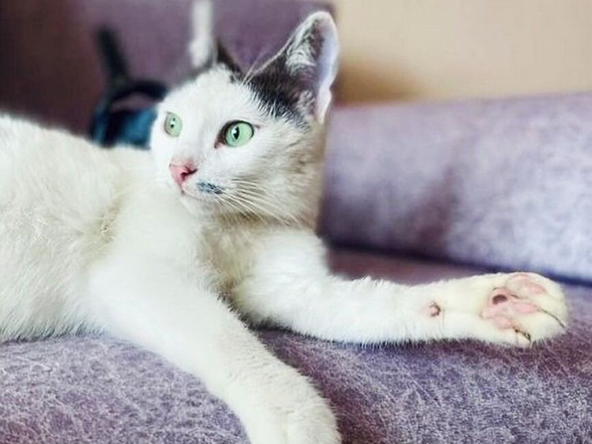Кошечка в добрые руки
