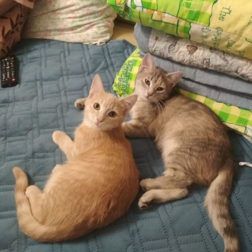 Котята в добрые руки мальчик и девочка