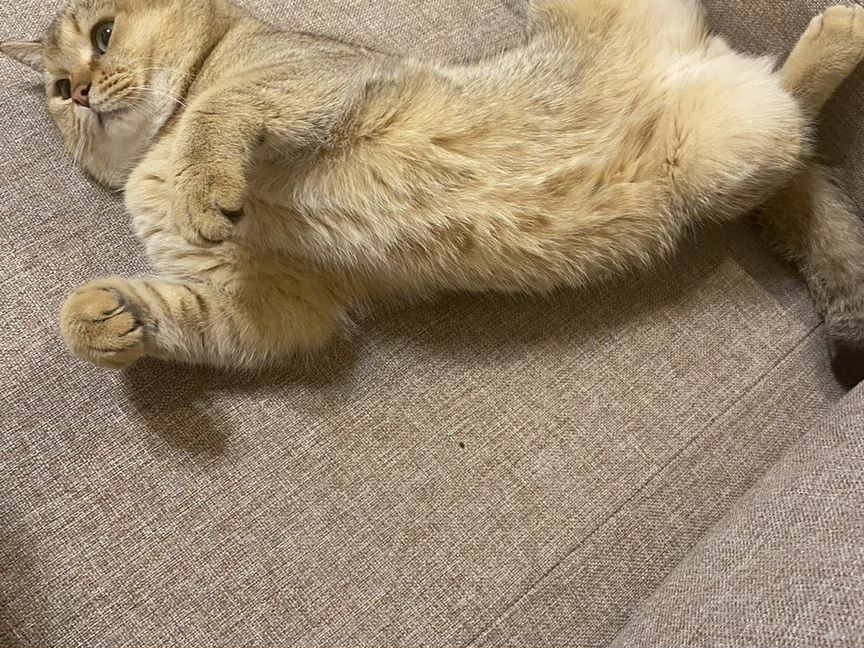 Британский кот для вязки