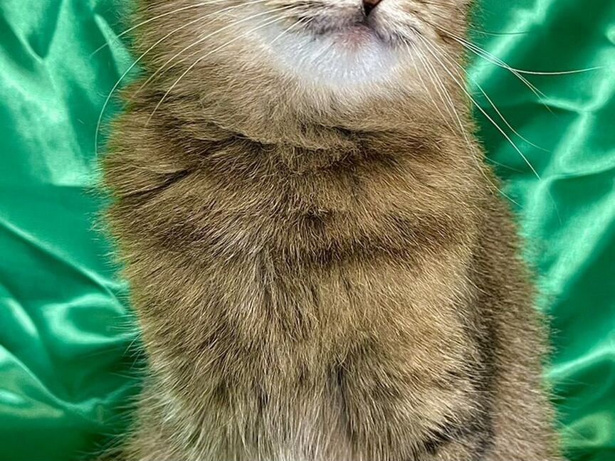 Сибирская кошка в дар