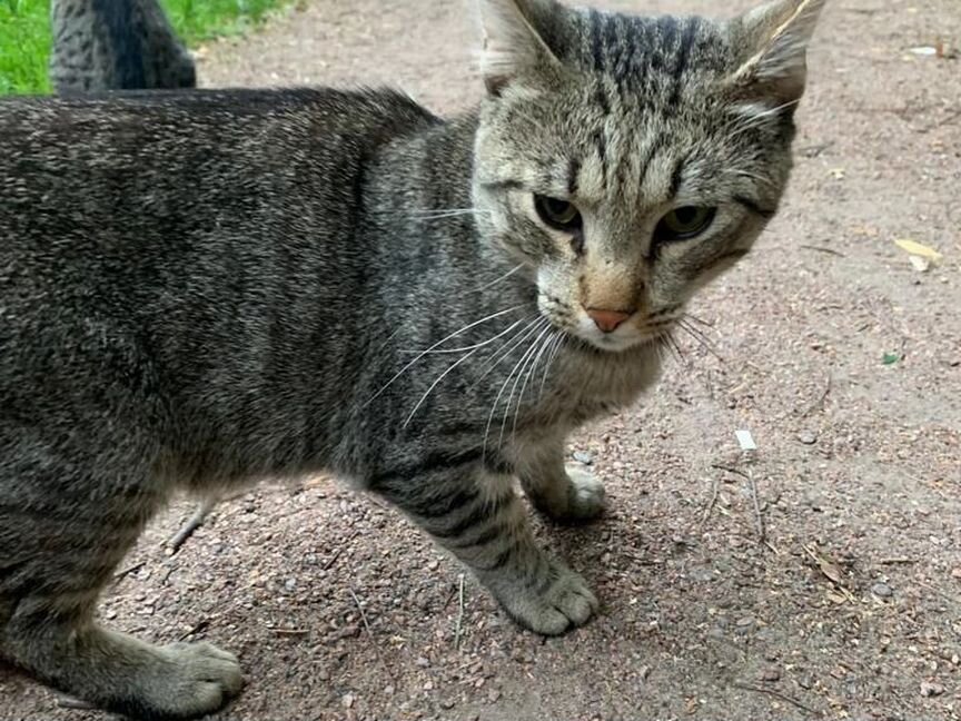 Кот в добрые руки