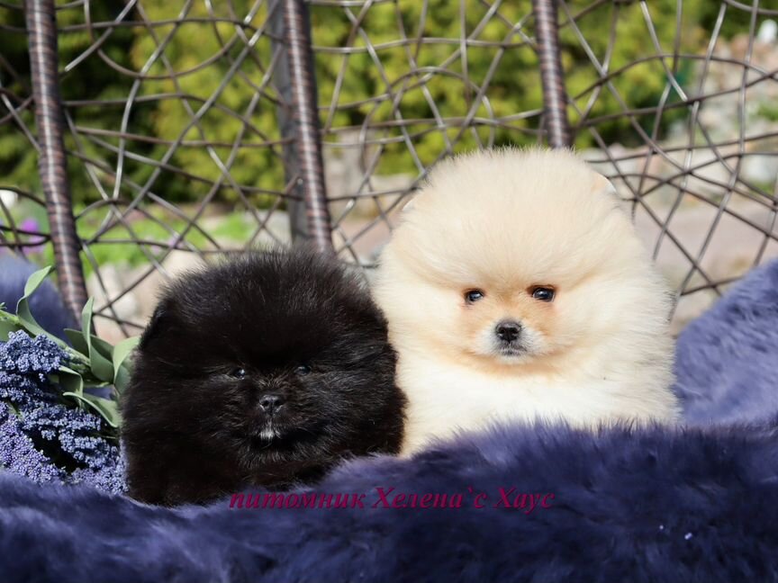 Кукольные мишки