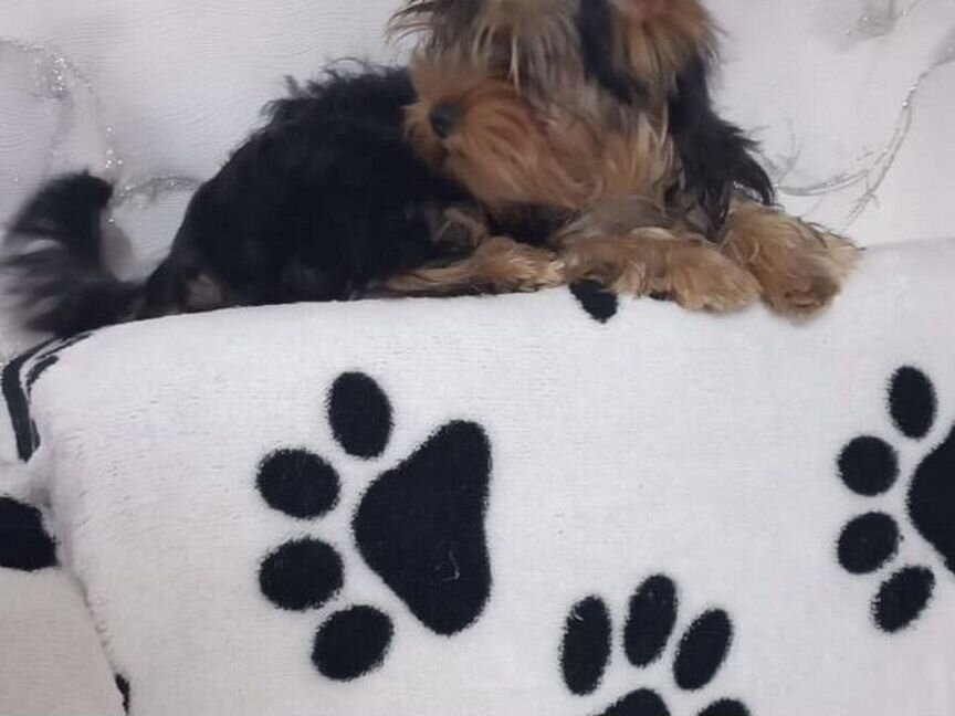 Йоркширский терьер