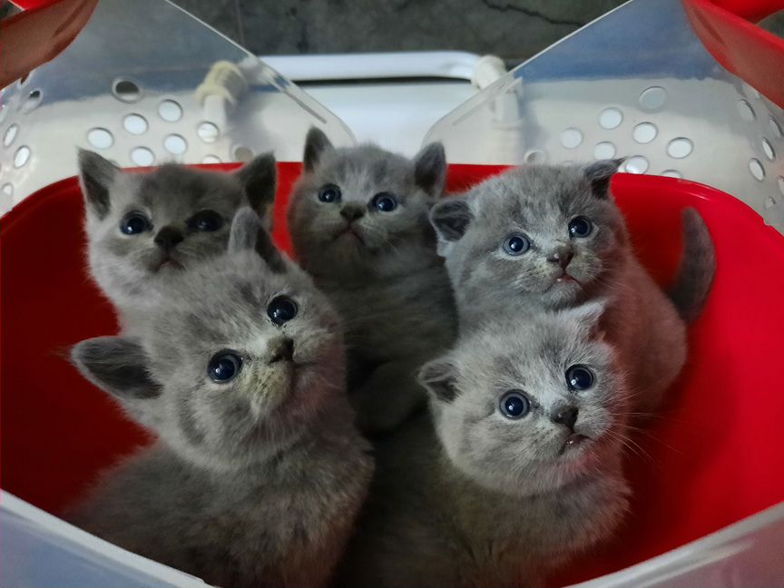 Шотландские котята (вислоухие, прямоухие)