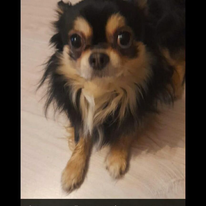 Чихуахуа бесплатно