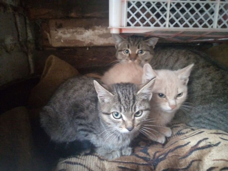 Кошки бесплатно