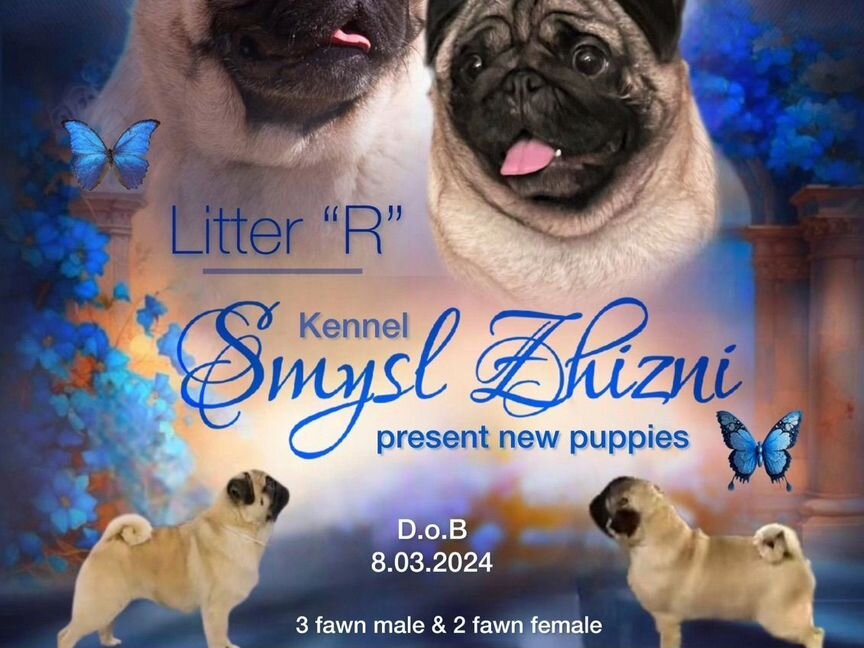 Мопс