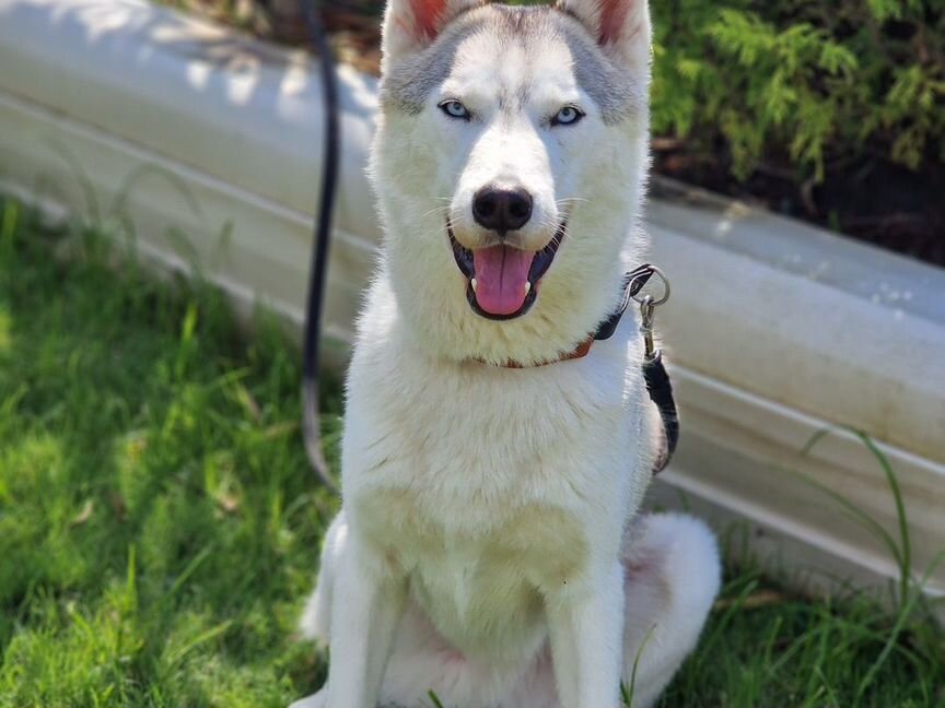 Голубоглазый хаски в добрые руки